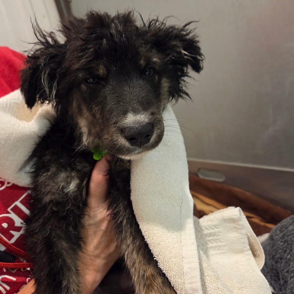 Adopt Grizzly- Red and Black Coller Today - Find Paw Pal