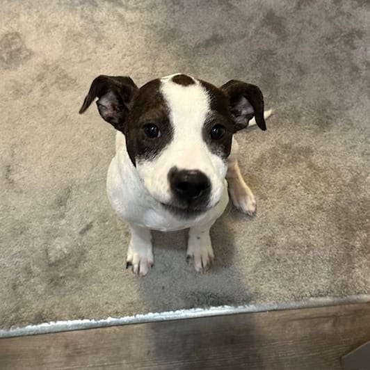 Adopt Sweet Treat Pup: Custard Today - Find Paw Pal