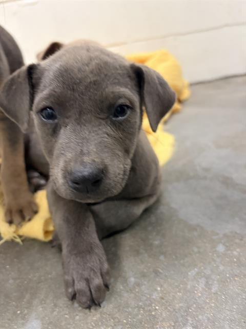 Adopt REMI Today - Find Paw Pal