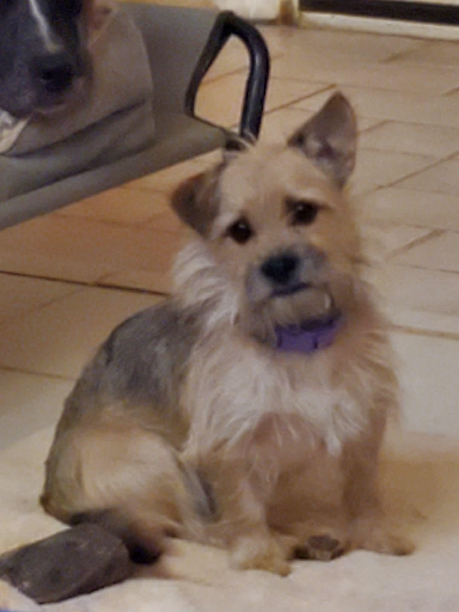 Adopt Rip Today - Find Paw Pal