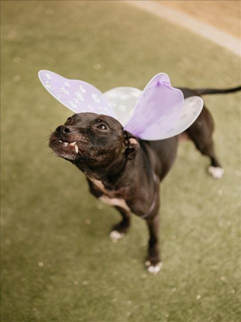Adopt PIXIE Today - Find Paw Pal