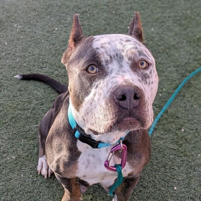 Adopt HARLEY Today - Find Paw Pal