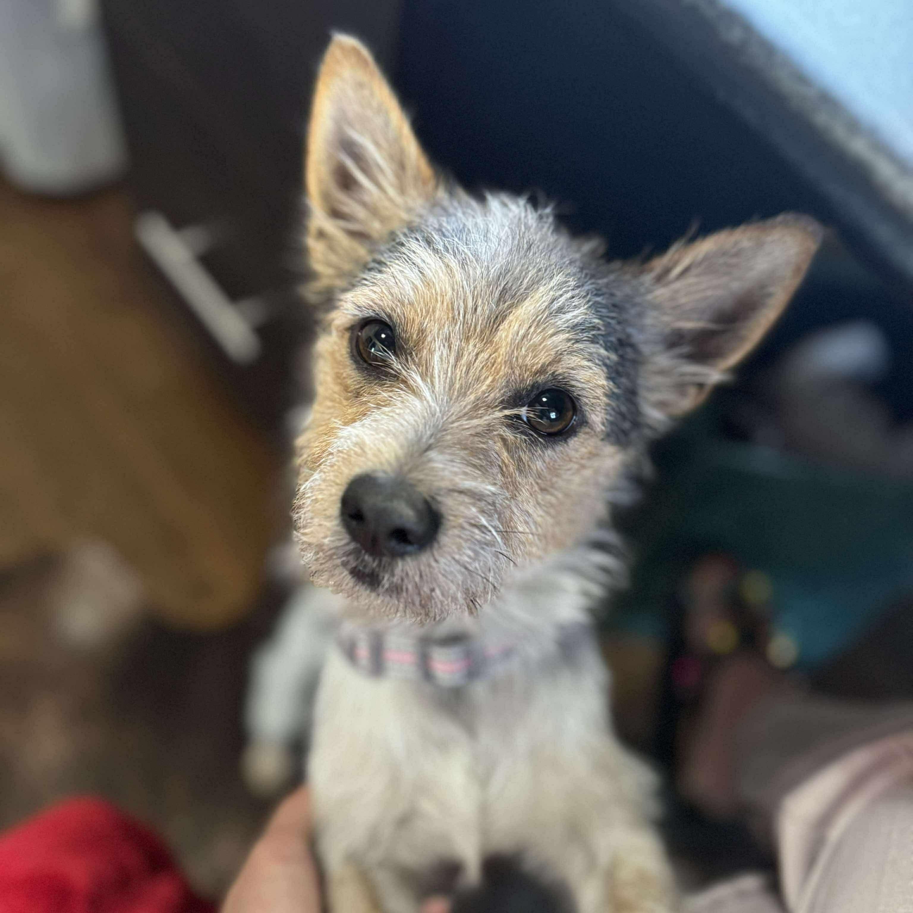 Adopt French Fry (CS) Today - Find Paw Pal