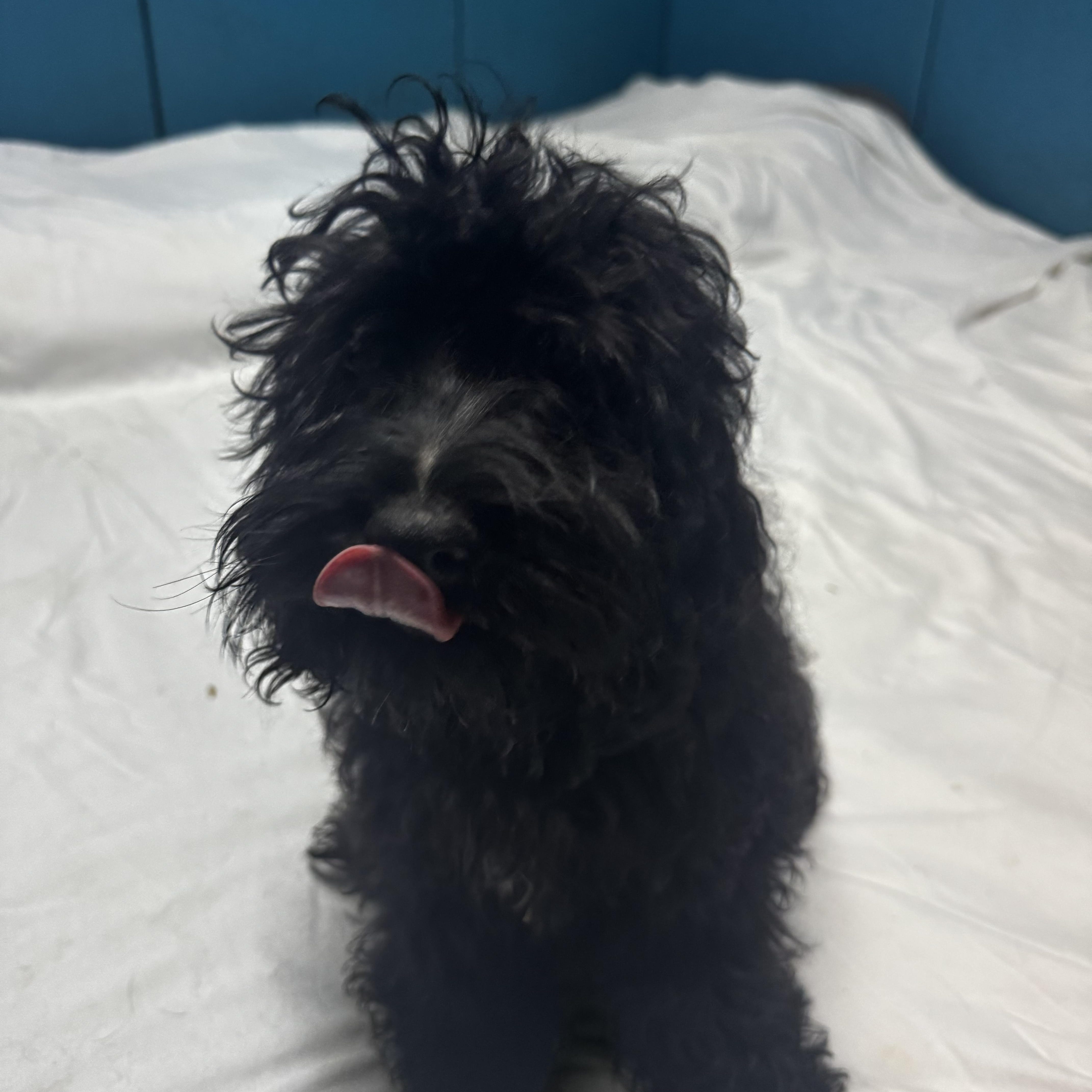 Adopt Tucker Today - Find Paw Pal