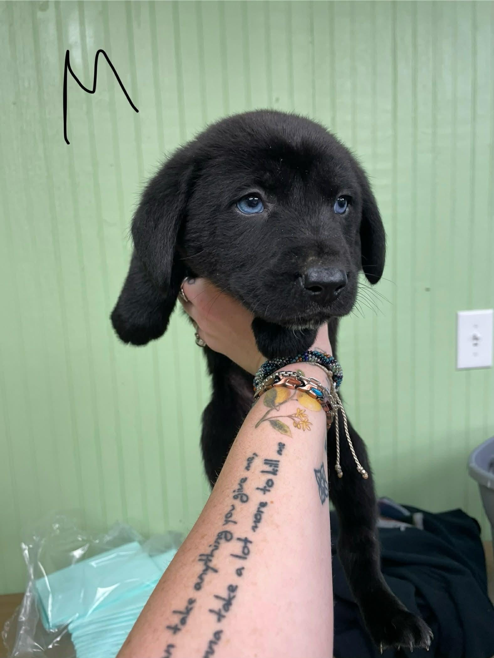 Adopt Taro Today - Find Paw Pal