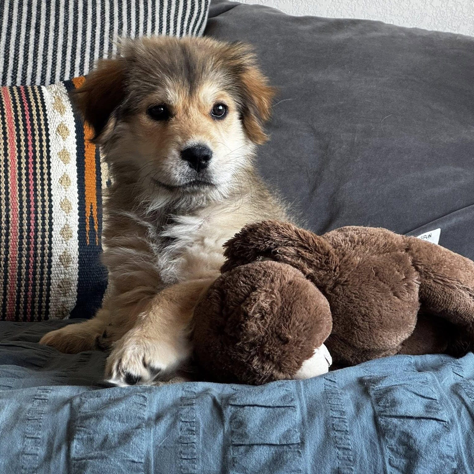 Adopt CUBBY Today - Find Paw Pal