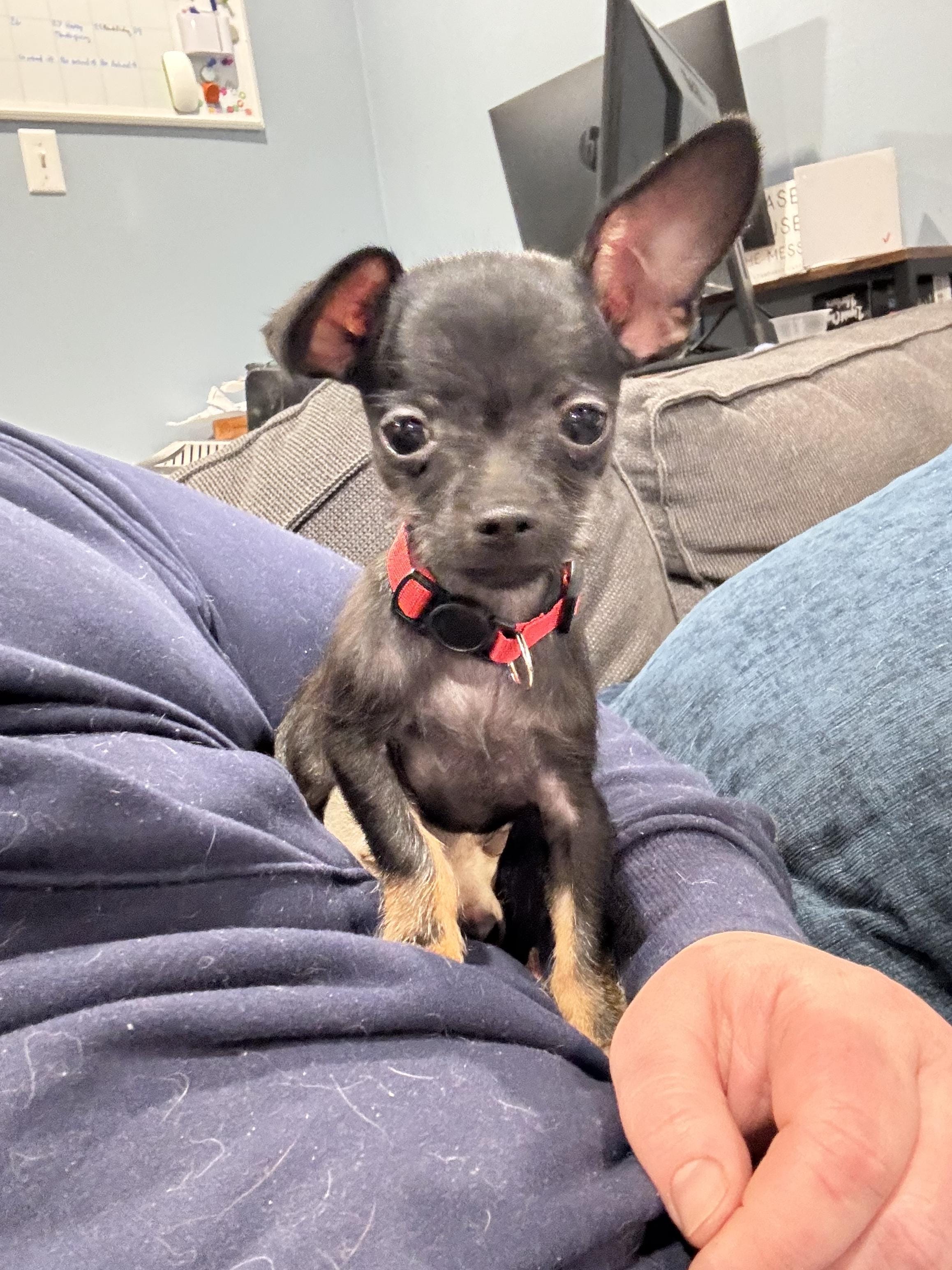 Adopt Pee Wee Today - Find Paw Pal