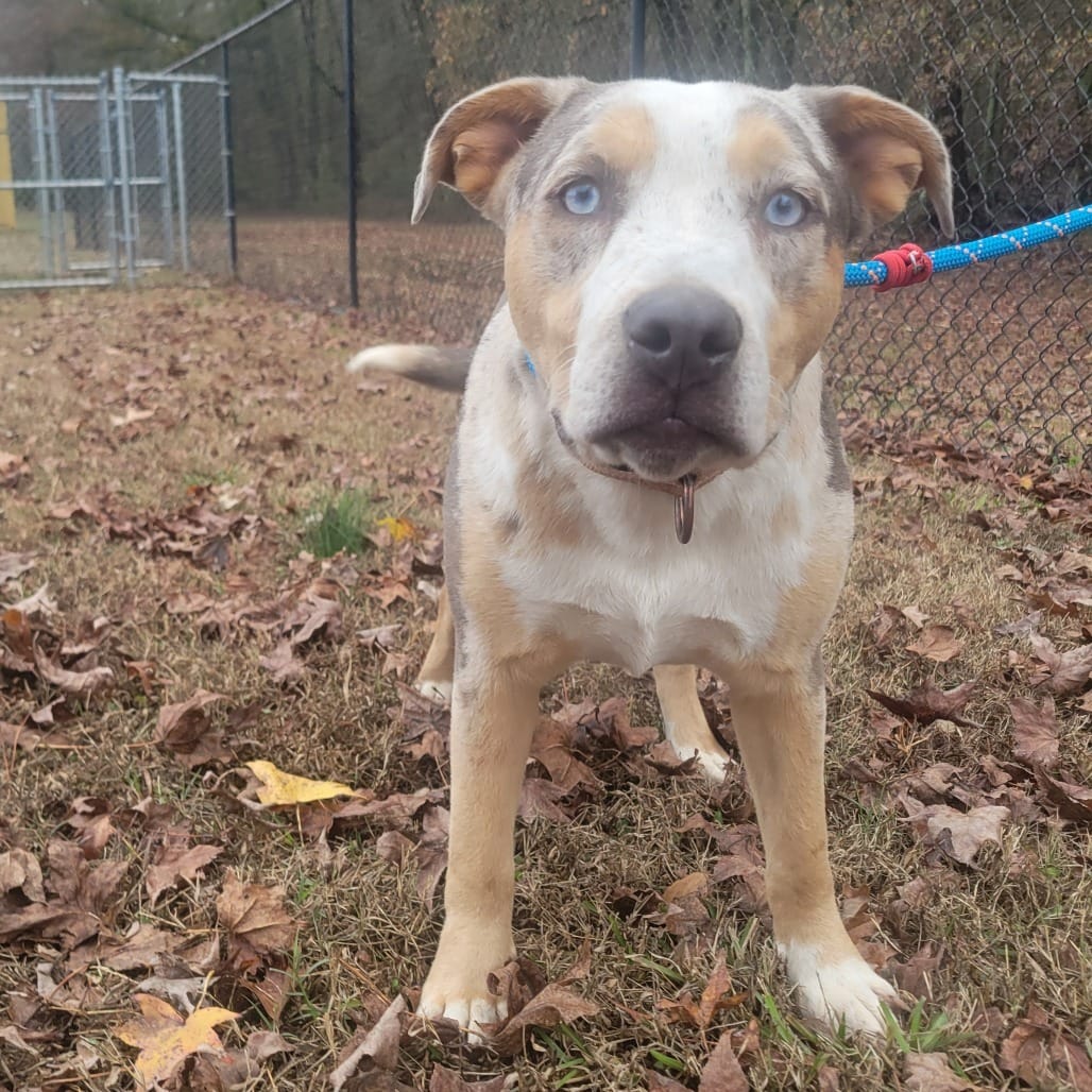 Adopt (Found) Dory Today - Find Paw Pal