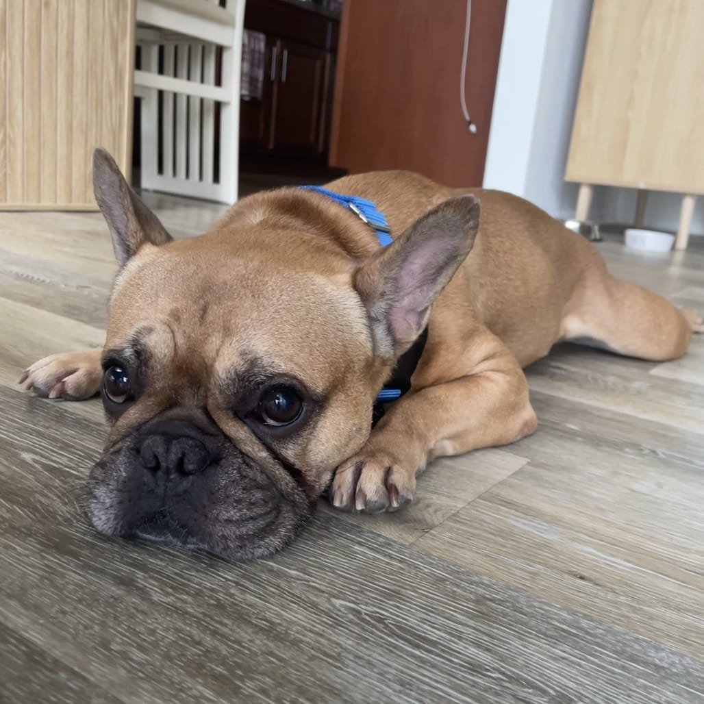 Adopt Ryder Today - Find Paw Pal