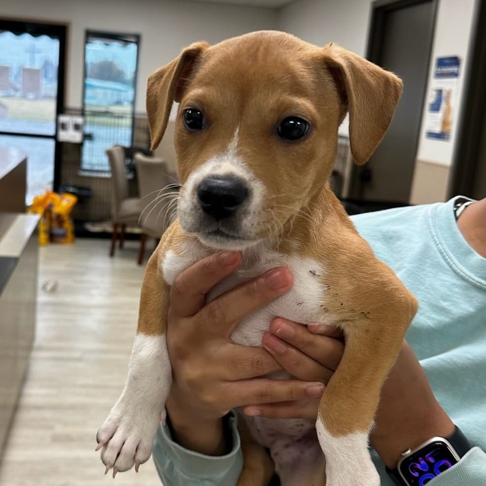 Adopt Banshee Today - Find Paw Pal