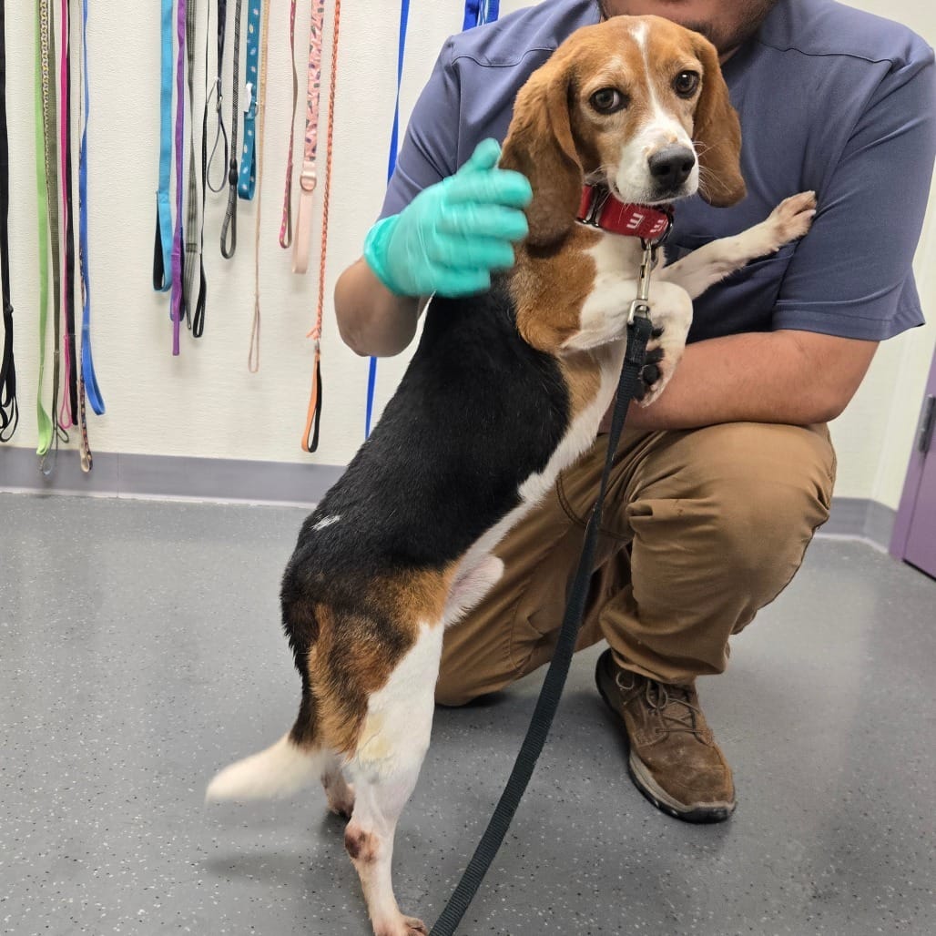 Adopt Jackie Chan Today - Find Paw Pal