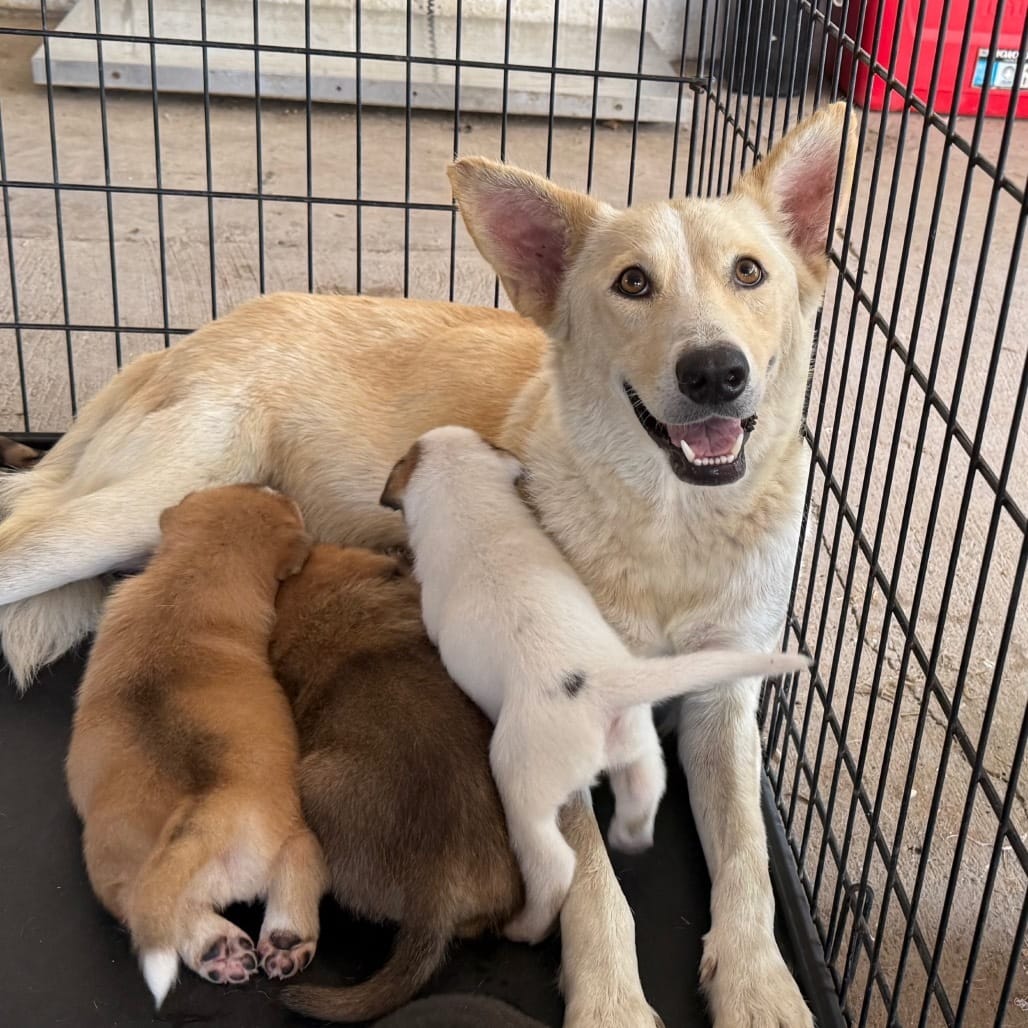Adopt Marley Rae Today - Find Paw Pal