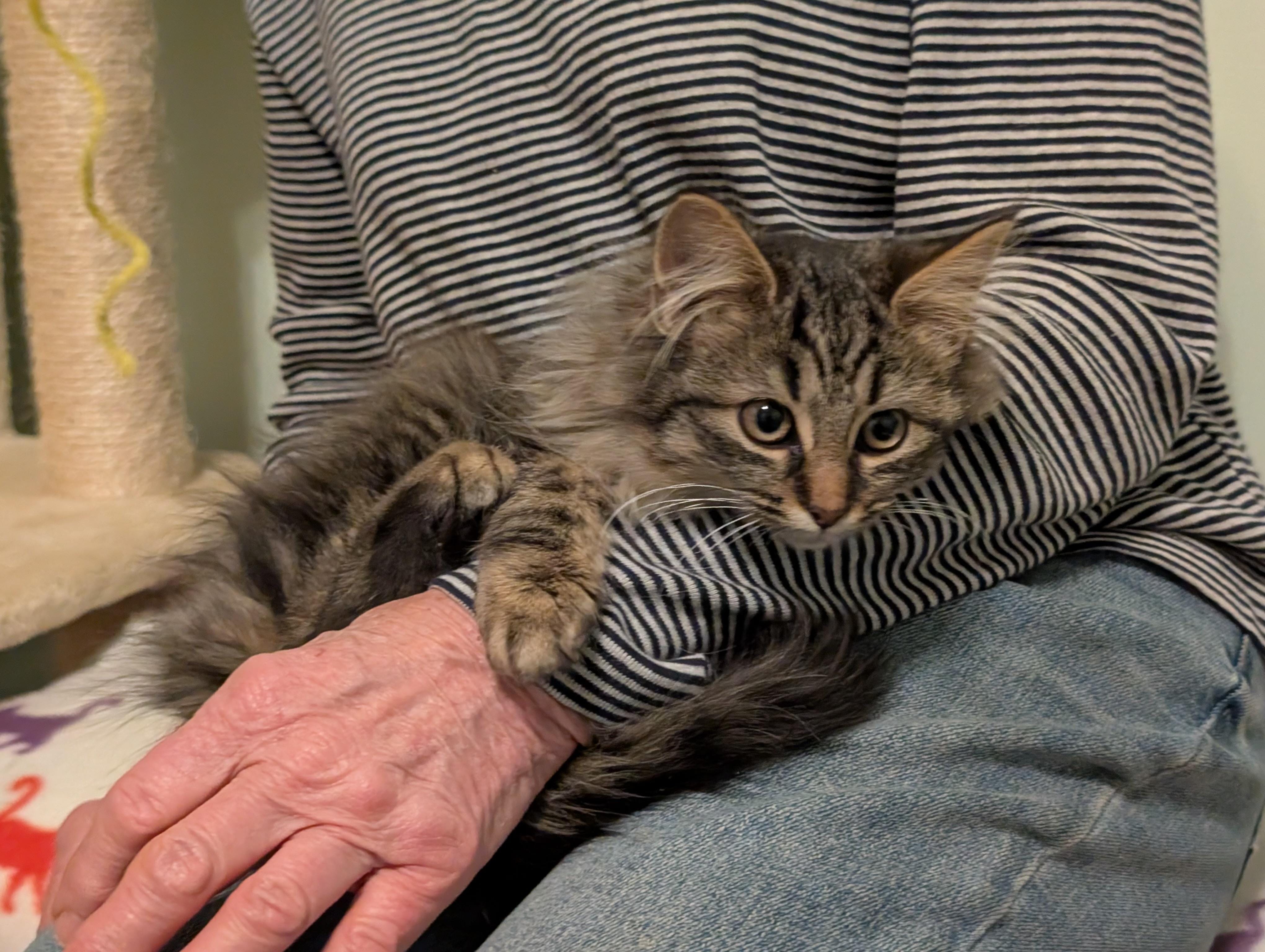 Adopt MUFFIN Today - Find Paw Pal