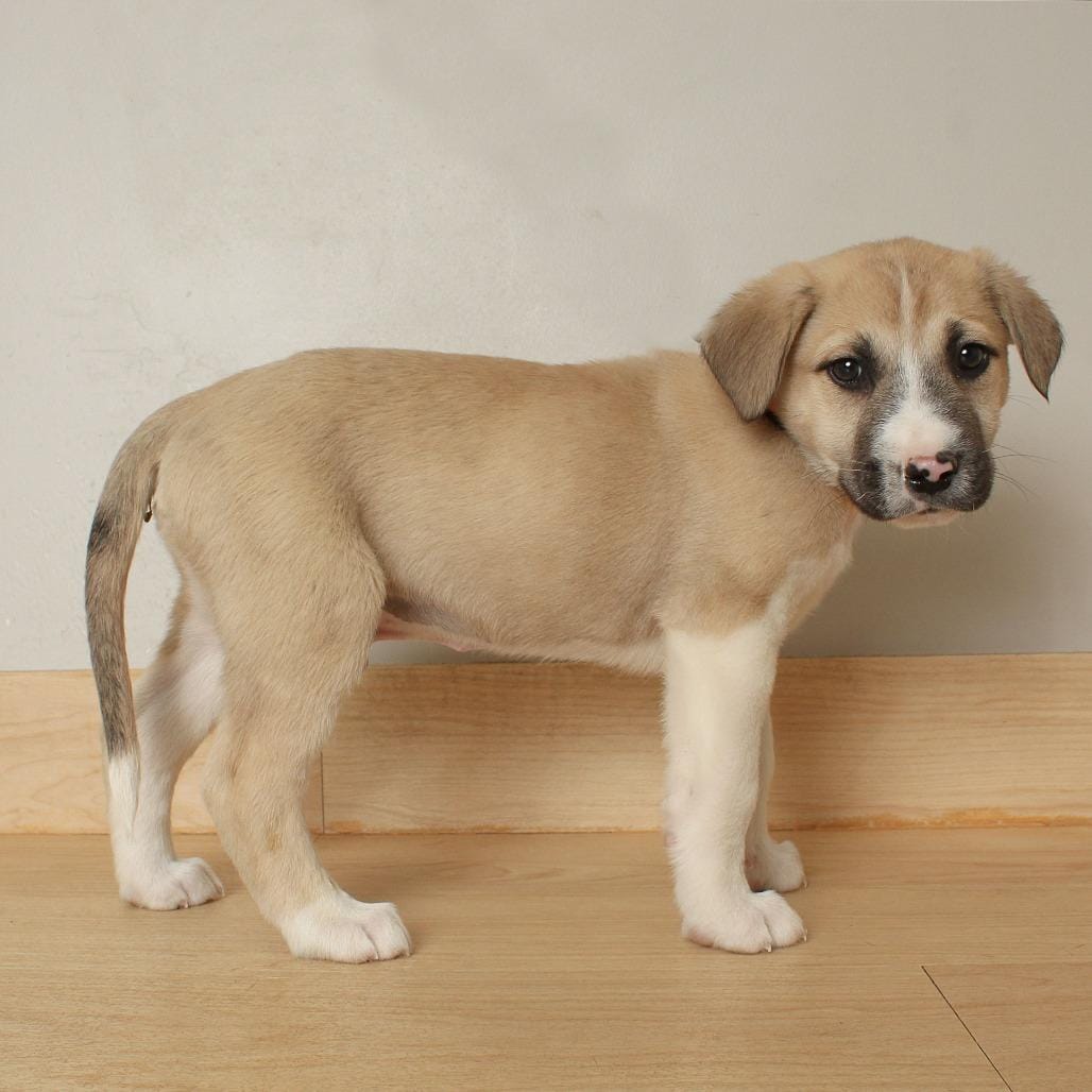 Adopt Tee Hee D67102 Today - Find Paw Pal