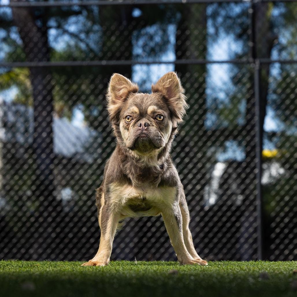 Adopt Jellybean Today - Find Paw Pal
