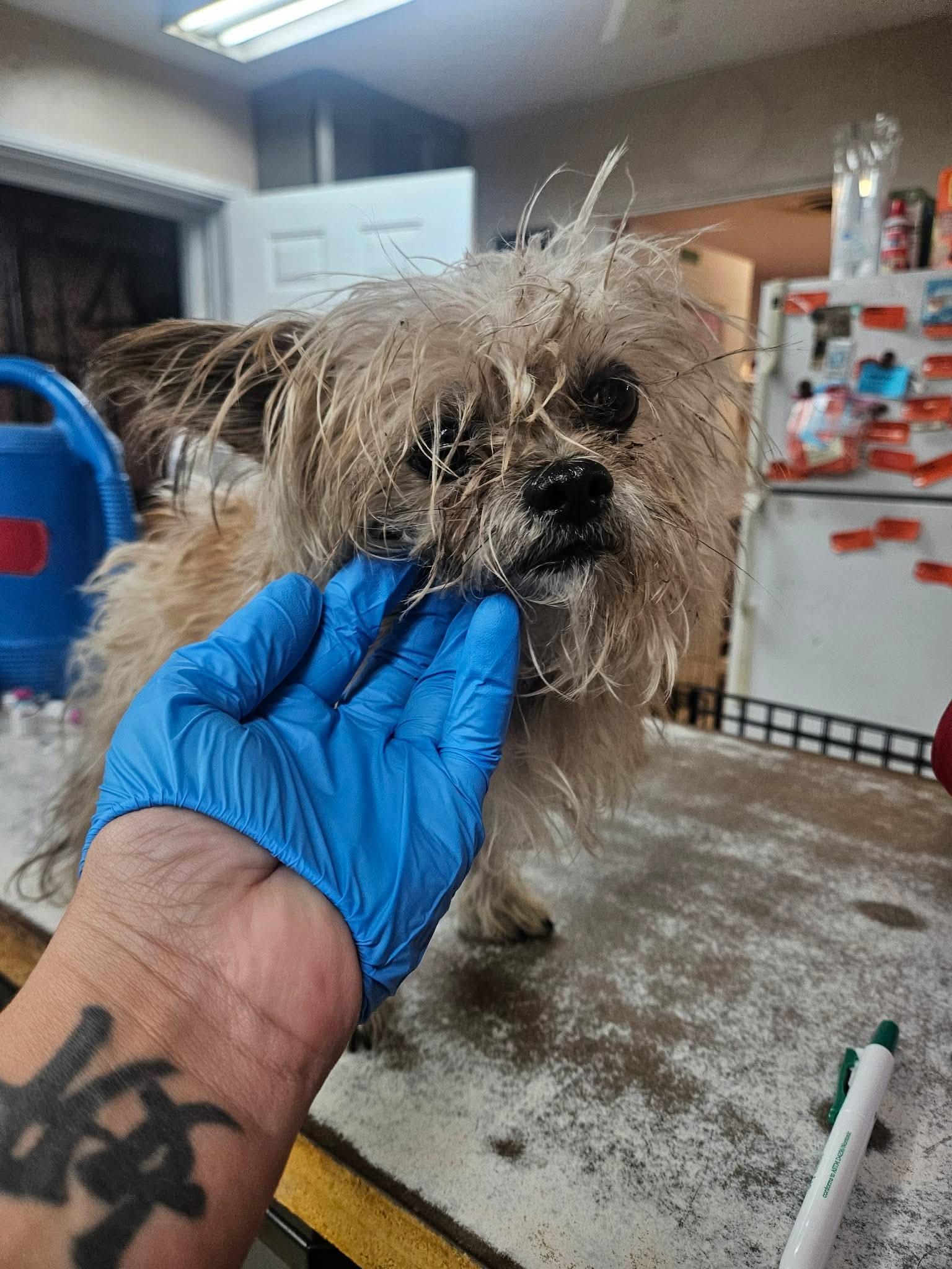 Adopt Bongo Today - Find Paw Pal