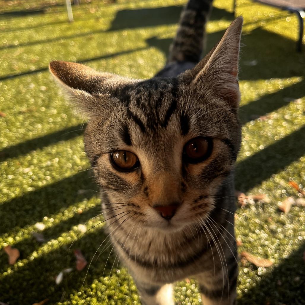 Adopt Joe Today - Find Paw Pal