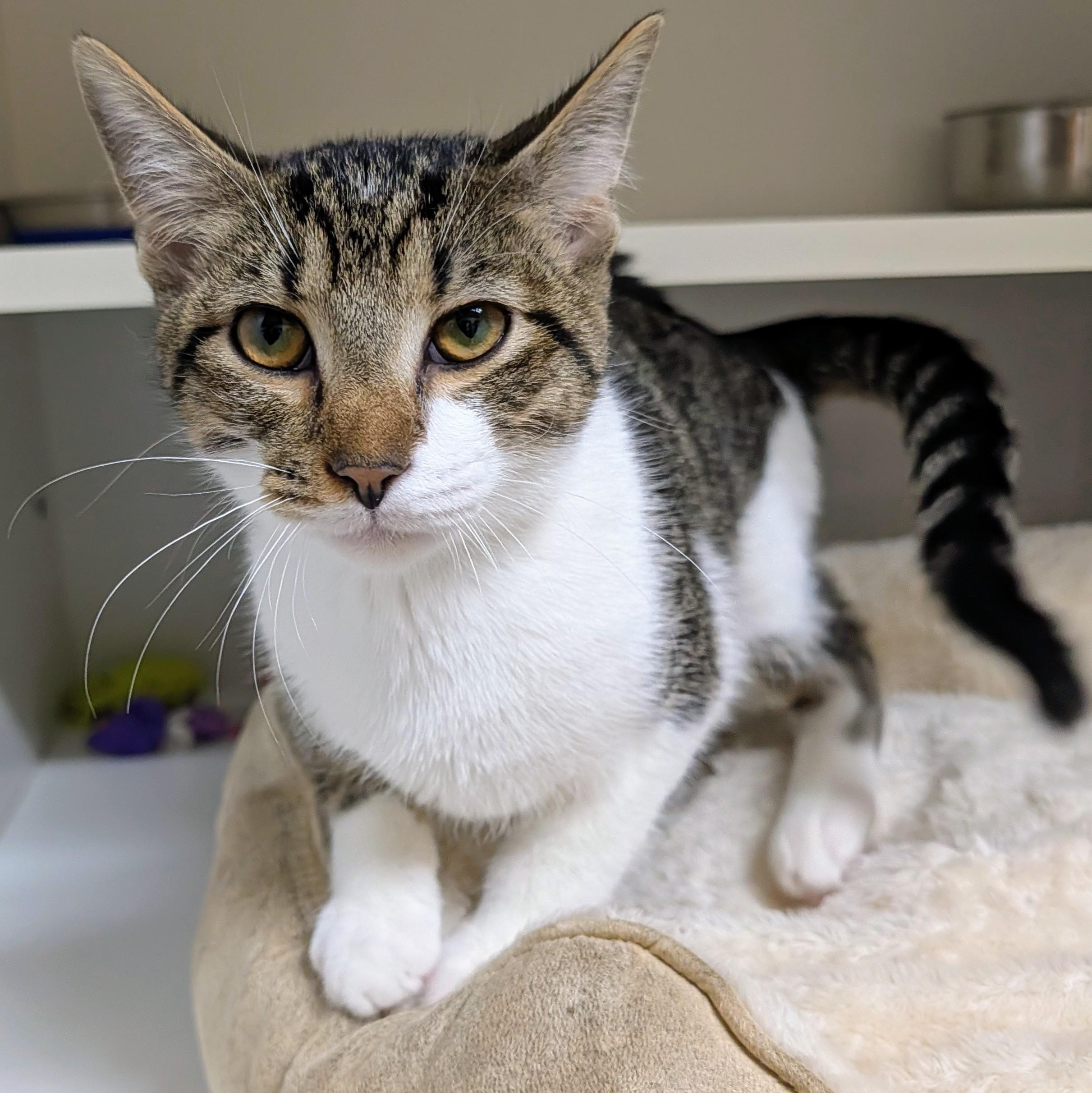 Humane Society Near Me - Find Paw Pal