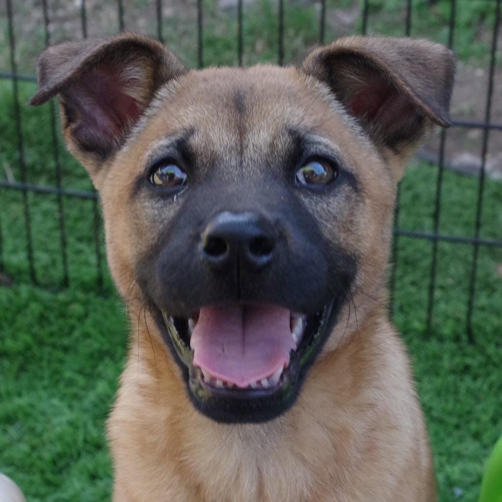 Adopt Puppy Chevy Today - Find Paw Pal