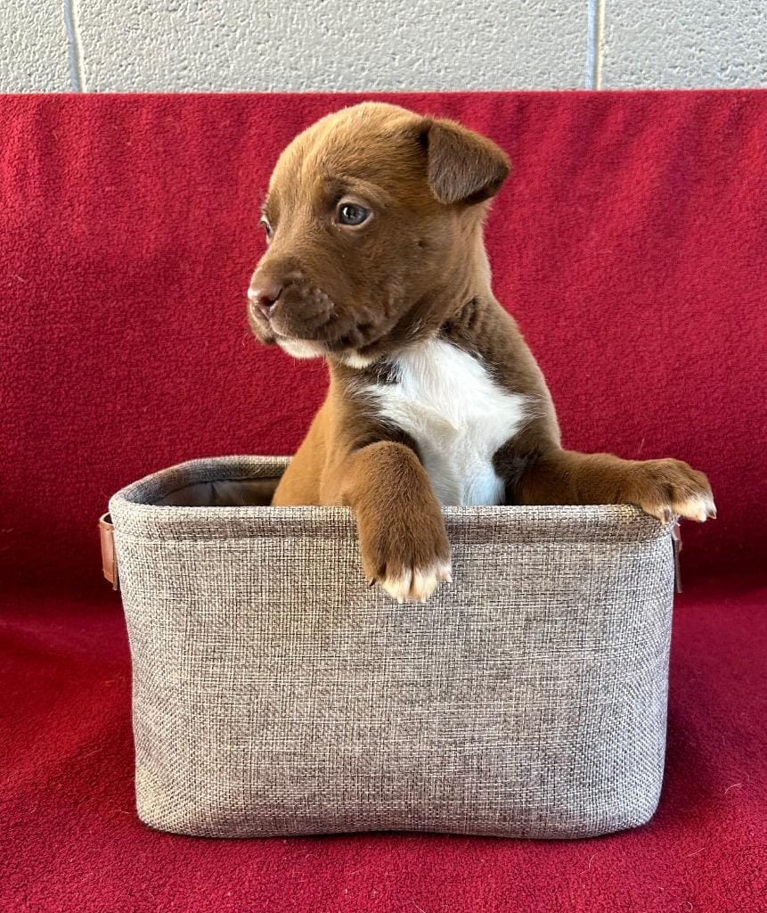 Adopt Milion Today - Find Paw Pal