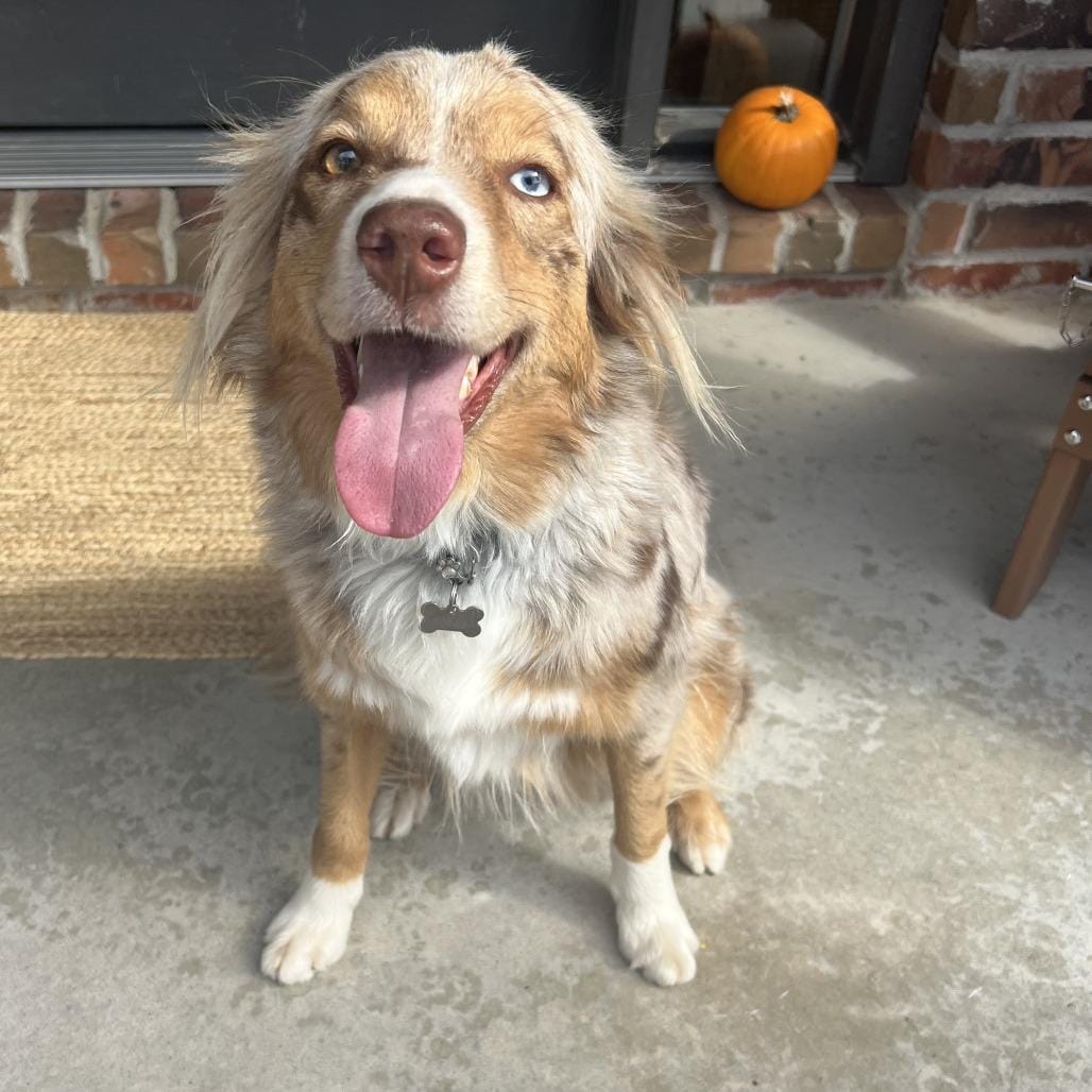 Adopt Chessie Today - Find Paw Pal