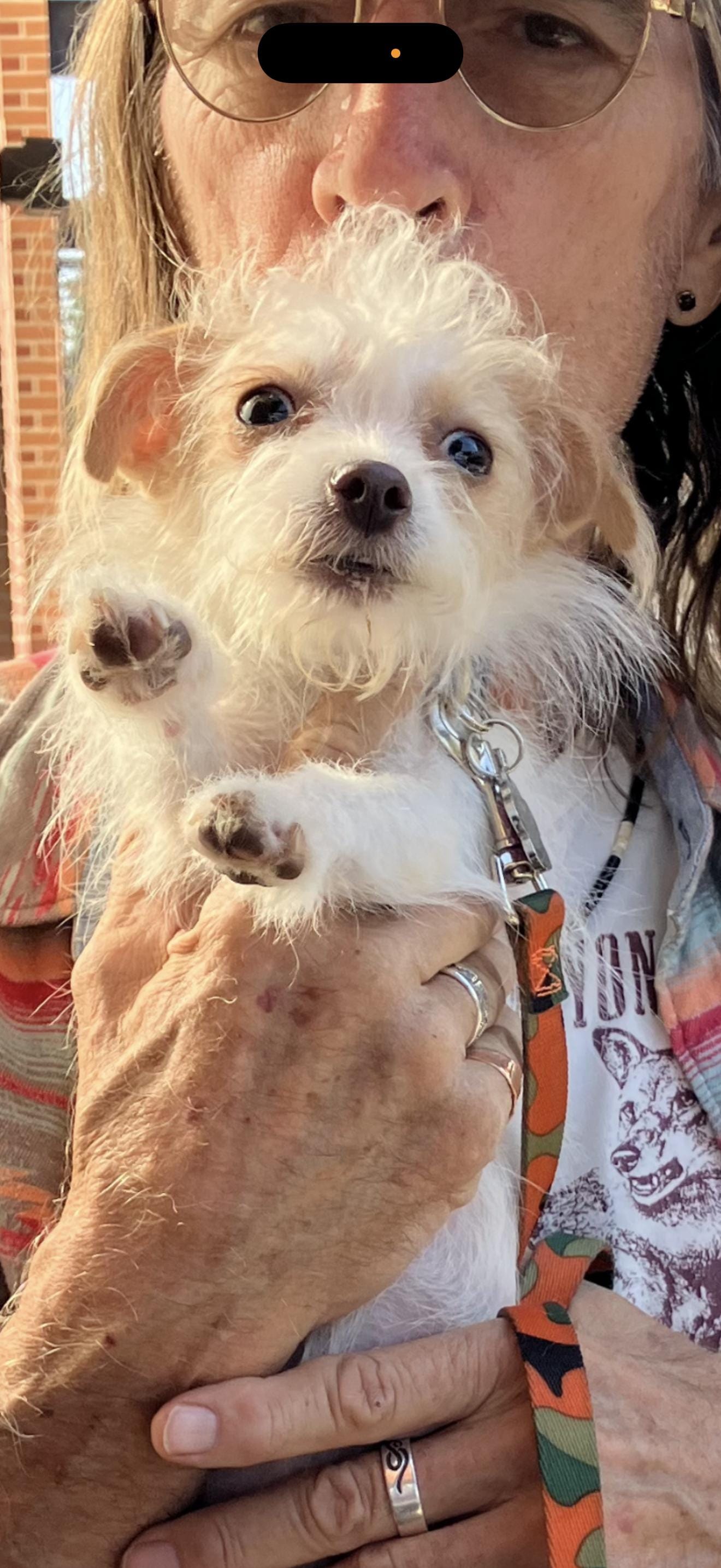 Adopt Kiki - The Precious One Today - Find Paw Pal