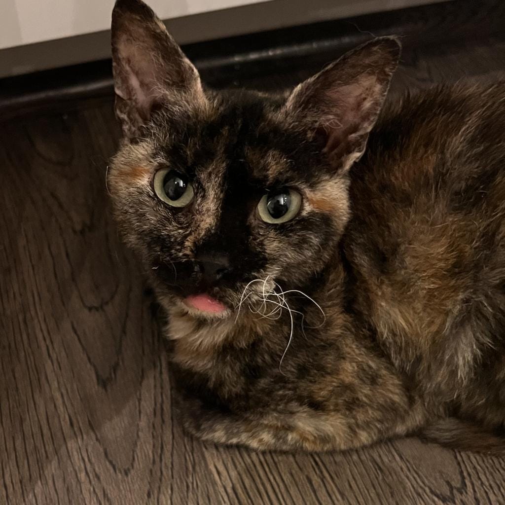 Adopt Audrey Franklin Today - Find Paw Pal