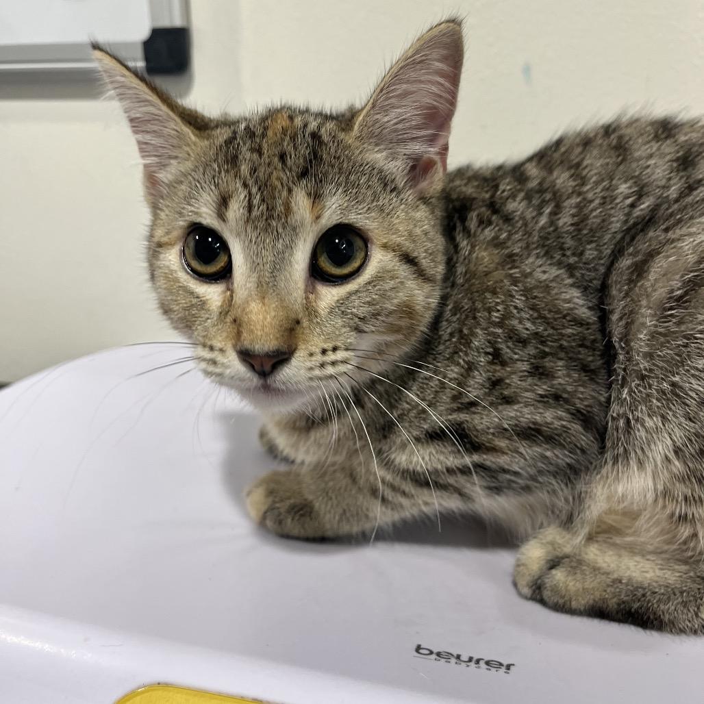 Adopt Mitzi Today - Find Paw Pal