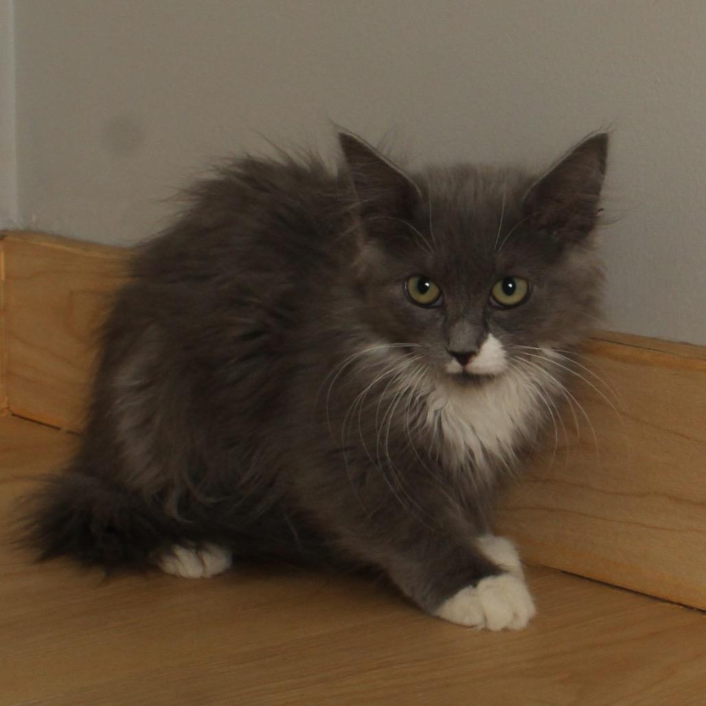 Adopt Kringle C67615 Today - Find Paw Pal