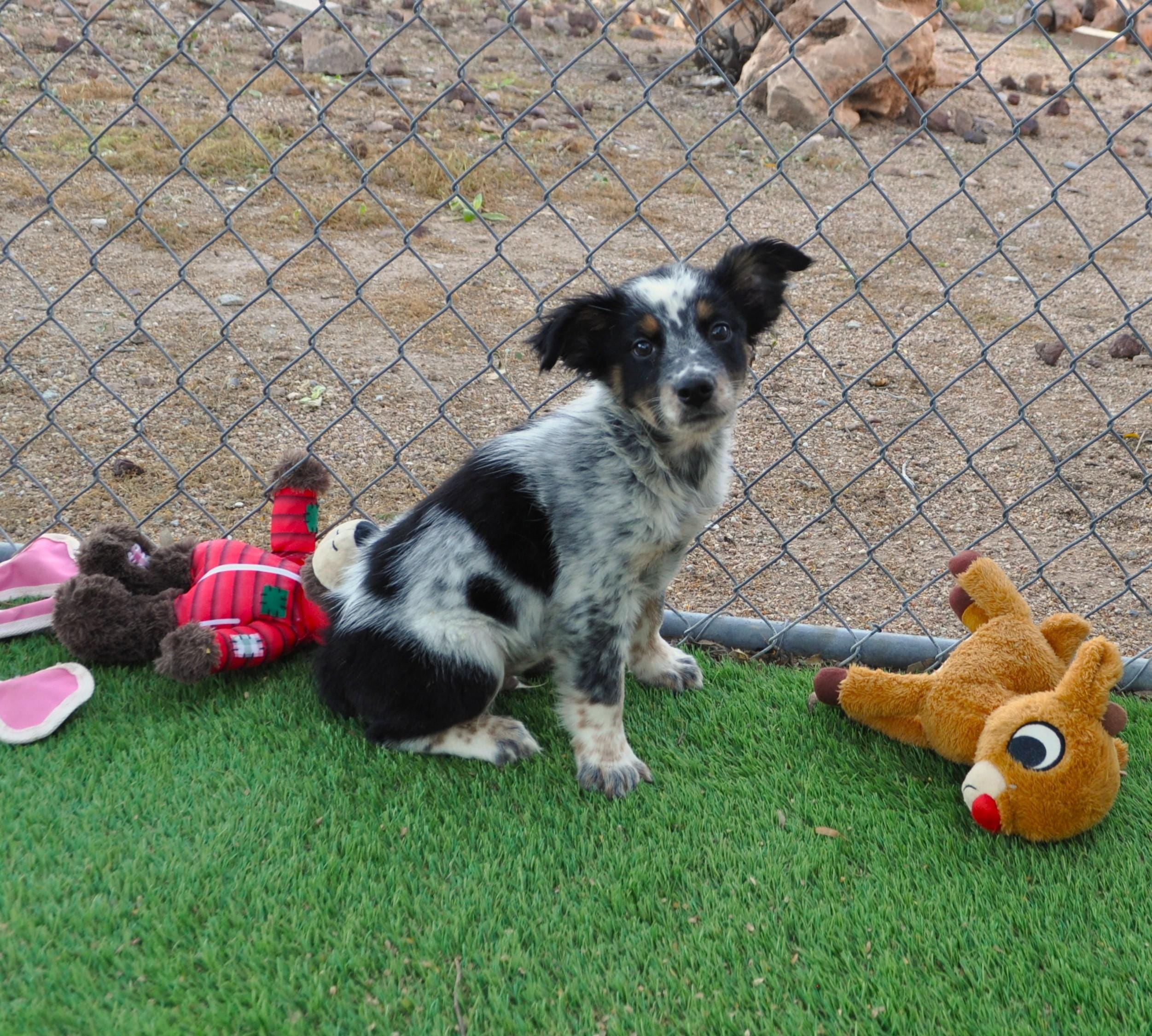 Adopt Cider Today - Find Paw Pal