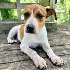 Adopt Scooby Today - Find Paw Pal