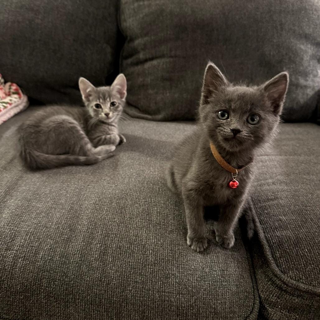 Adopt Pillow Cat (Gabby Cats) Today - Find Paw Pal