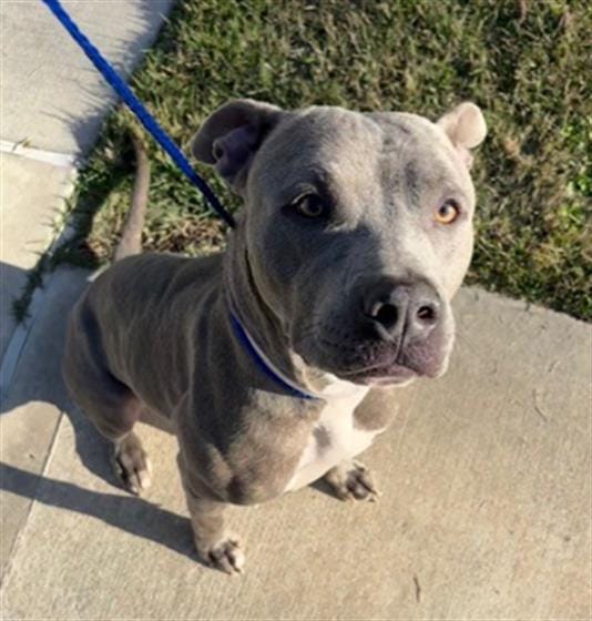 Adopt Ezra Bridger (FKA Scar #2) Today - Find Paw Pal