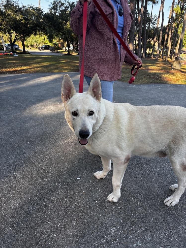 Adopt Button Today - Find Paw Pal