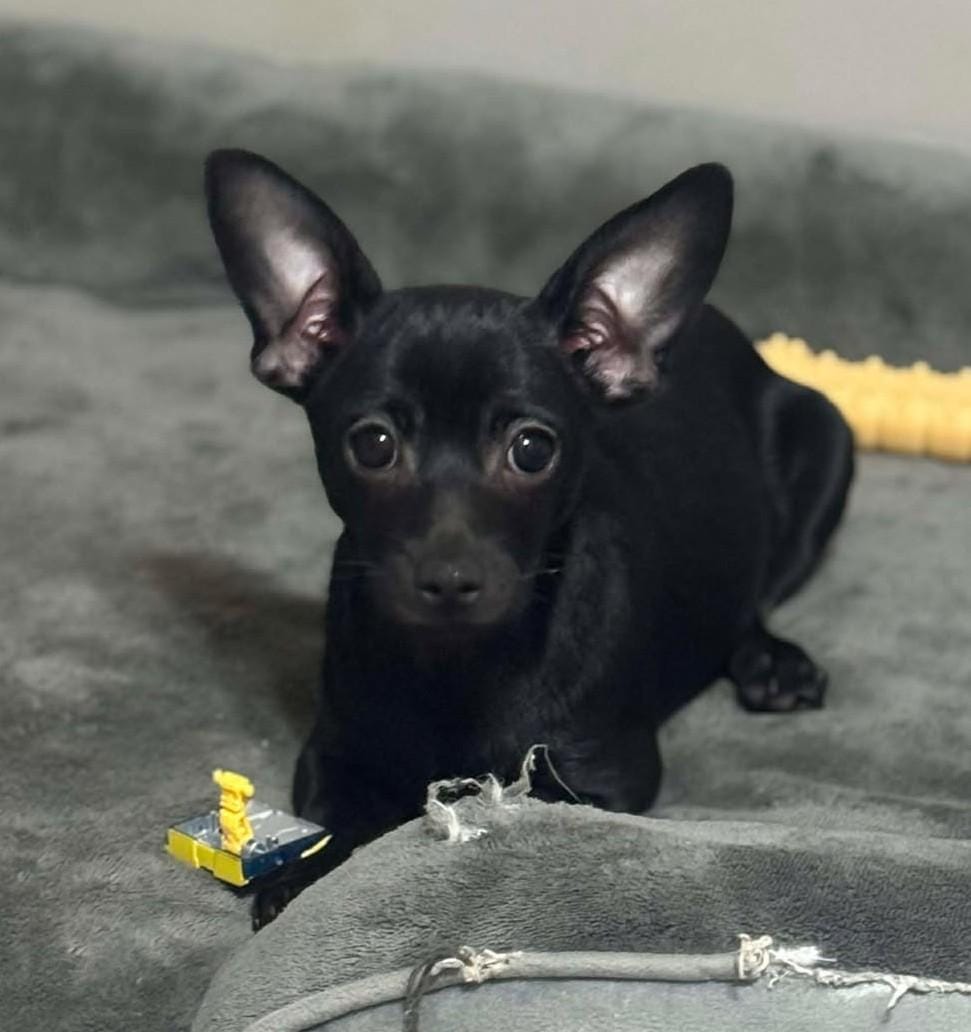 Adopt Riku Today - Find Paw Pal