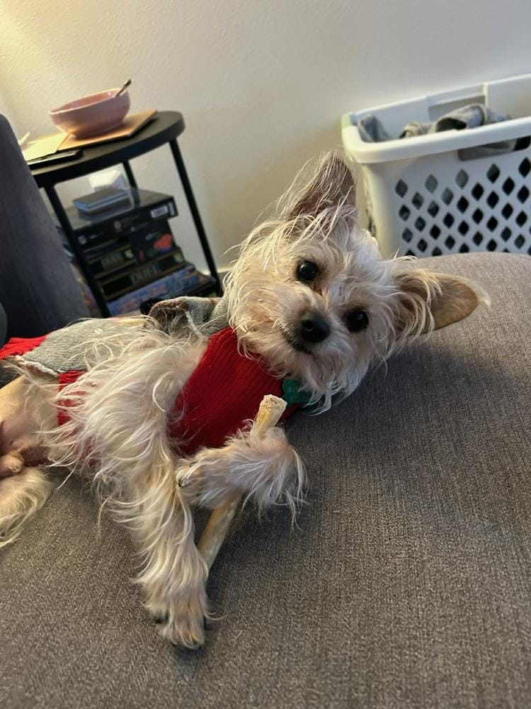 Adopt Dodger Today - Find Paw Pal
