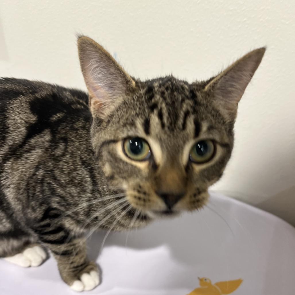 Adopt Mitzi Today - Find Paw Pal