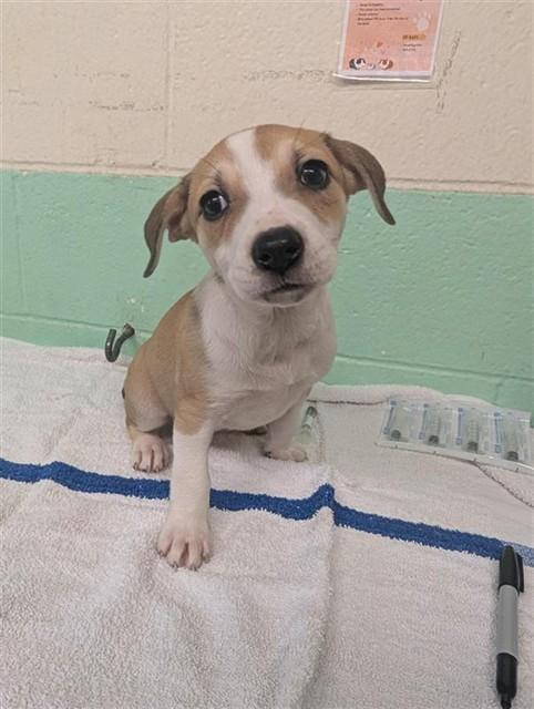 Adopt CLUCK Today - Find Paw Pal