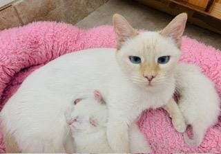 Adopt Morning Star Snowball Today Find Paw Pal