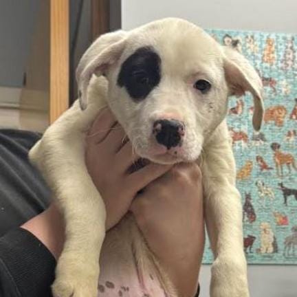 Dog Pounds Near Me - Find Paw Pal