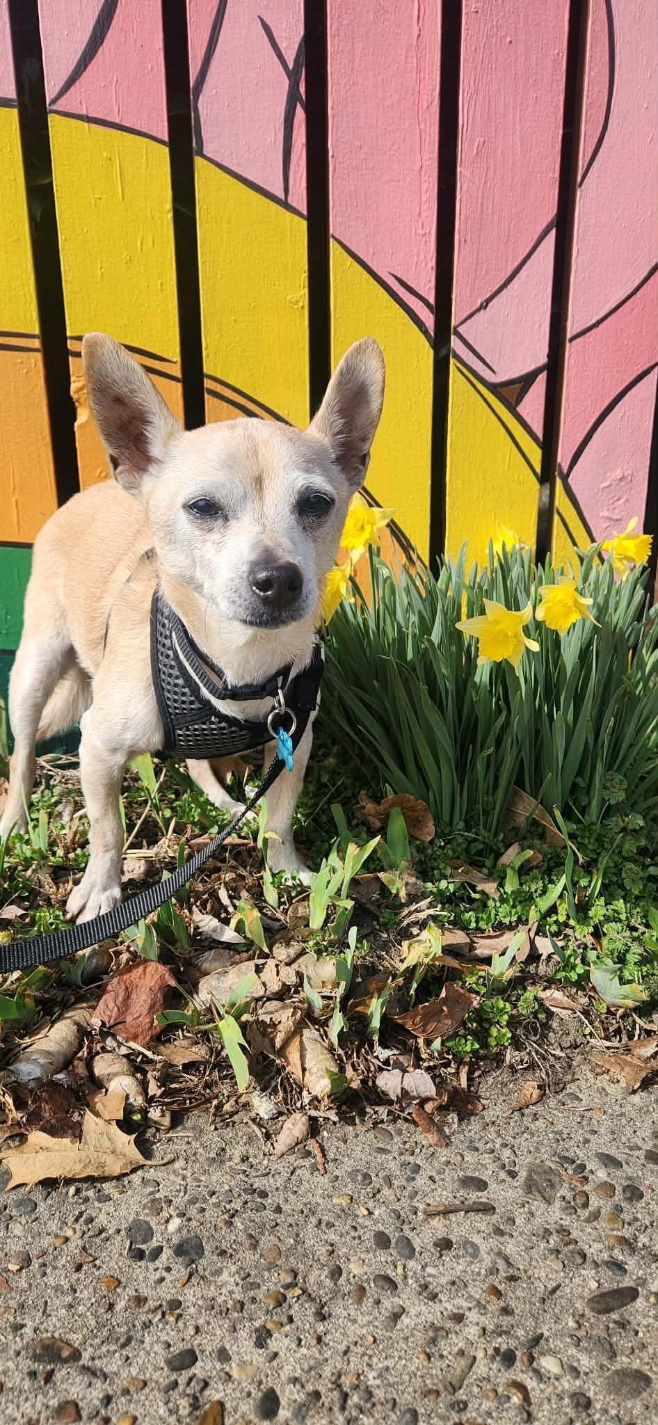 Adopt Stuart Little Today - Find Paw Pal