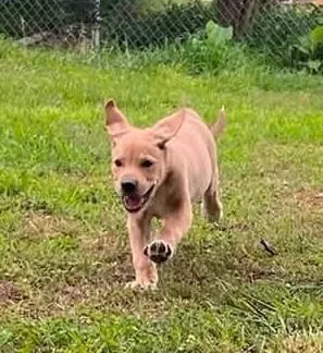 Adopt Muffy Today - Find Paw Pal