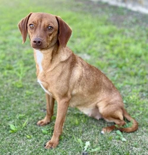 Adopt Aria Today - Find Paw Pal