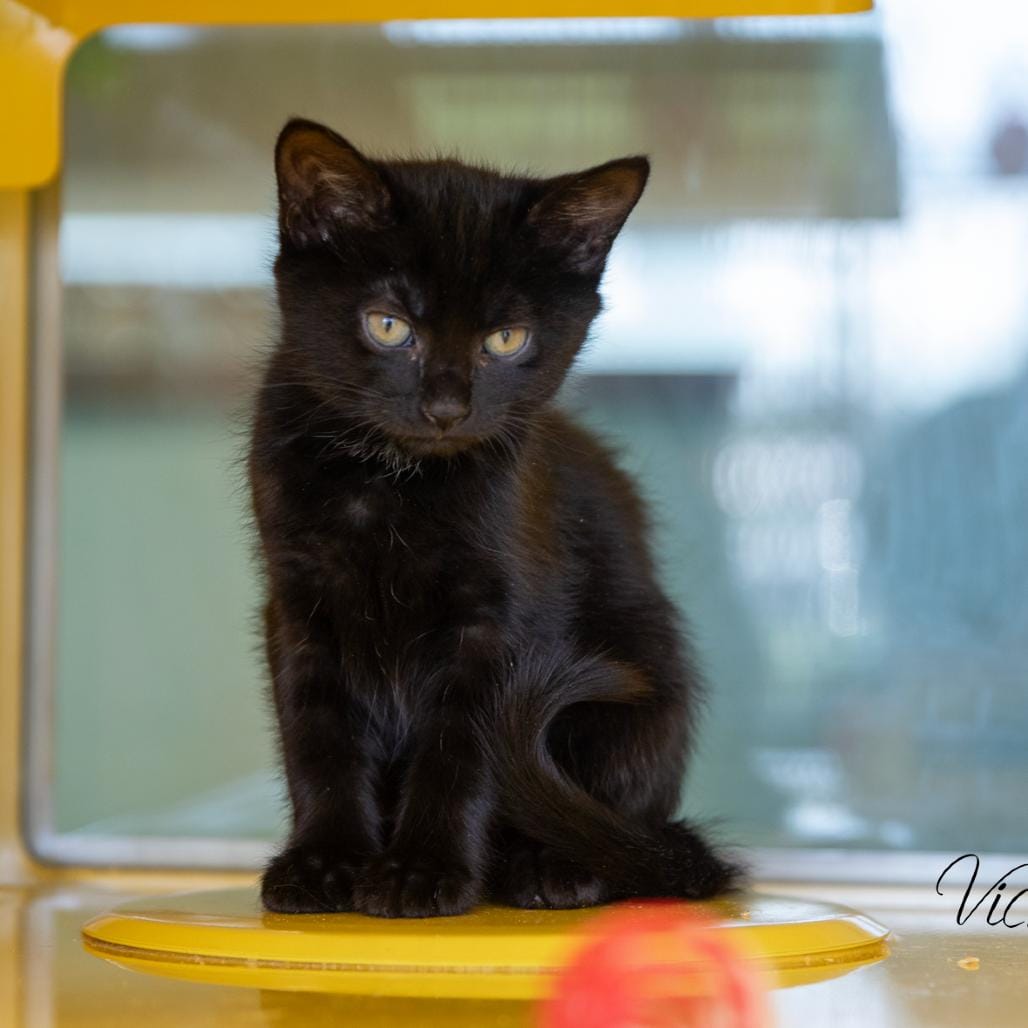 Humane Society Near Me - Find Paw Pal