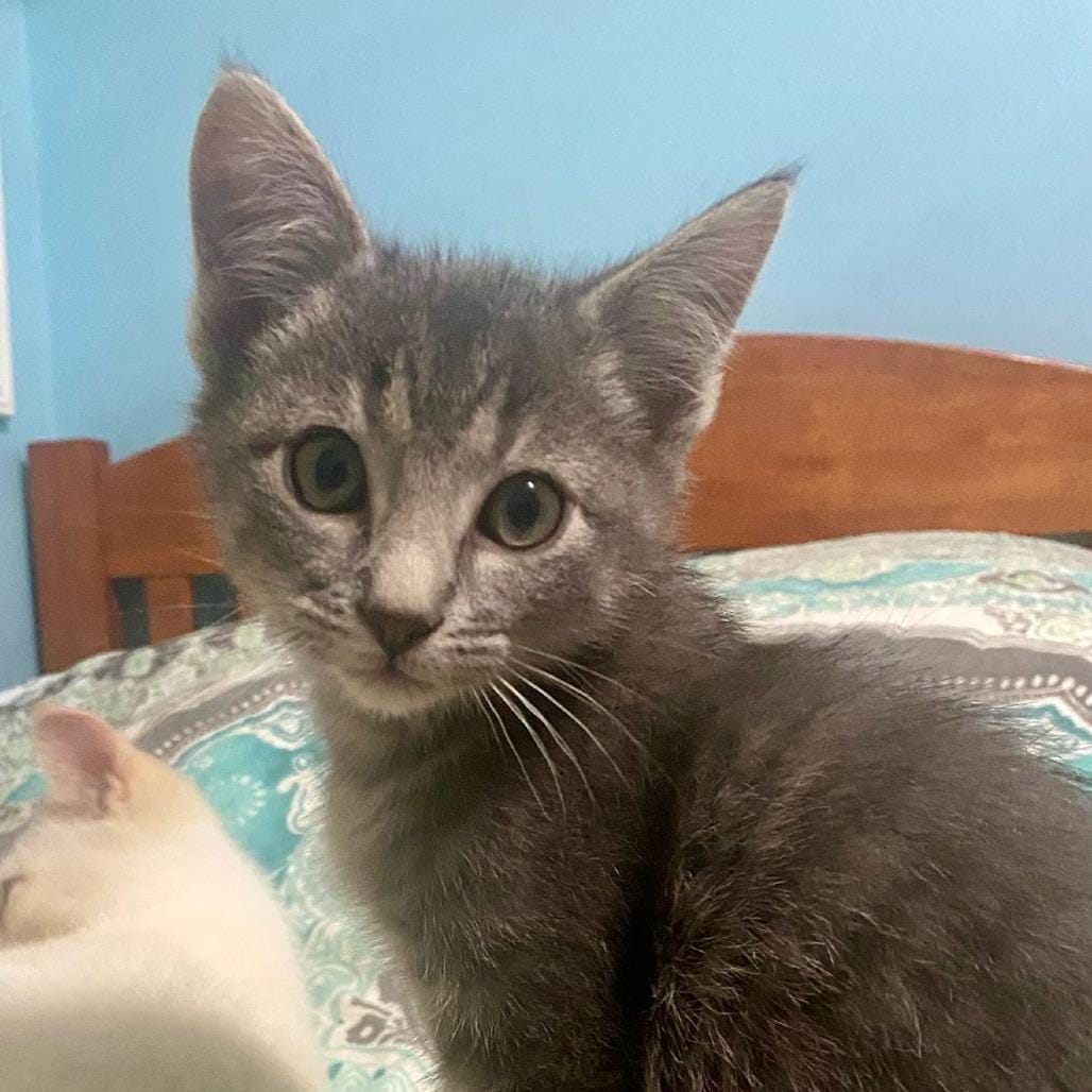 Adopt Bert Today - Find Paw Pal