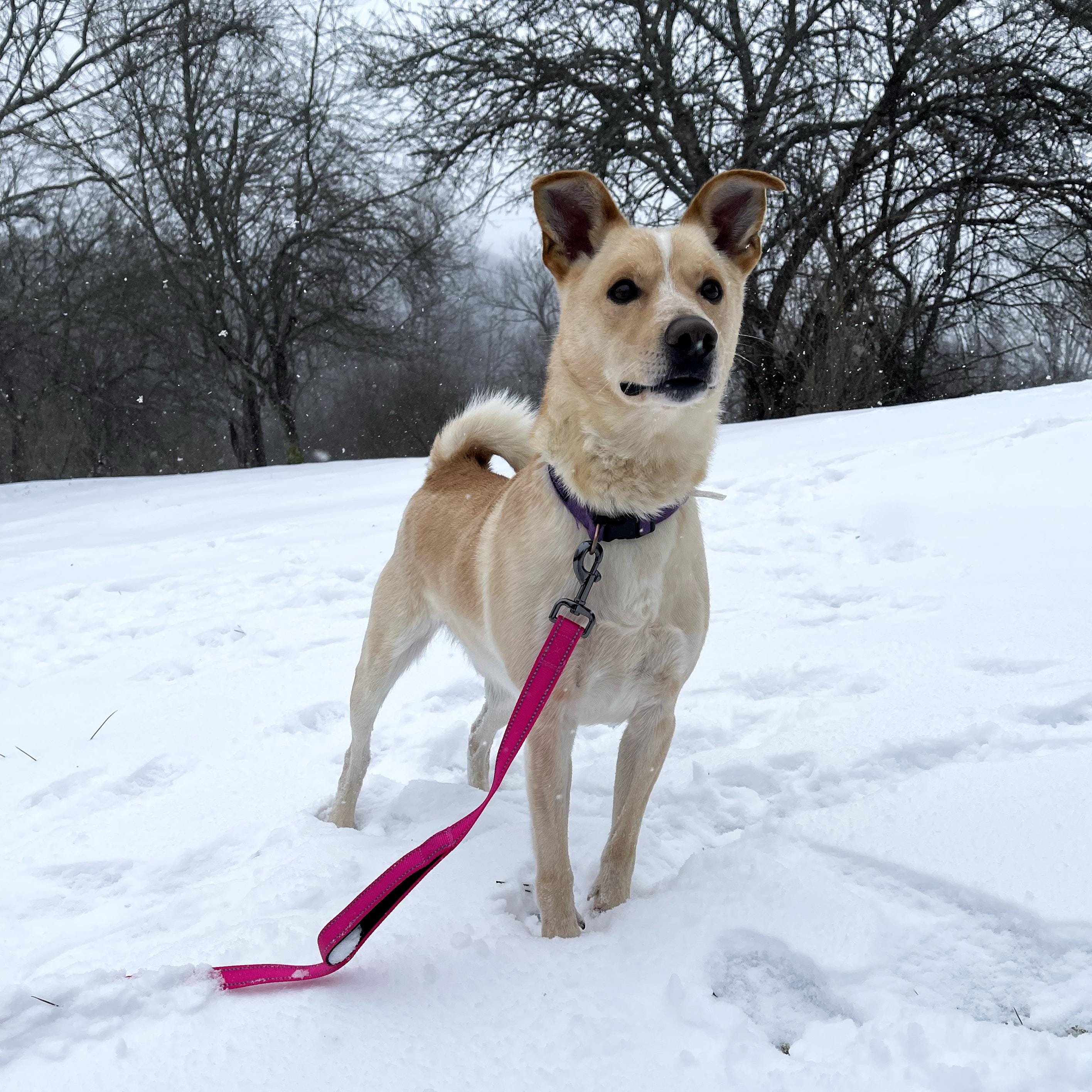 Adopt Rascal Today - Find Paw Pal