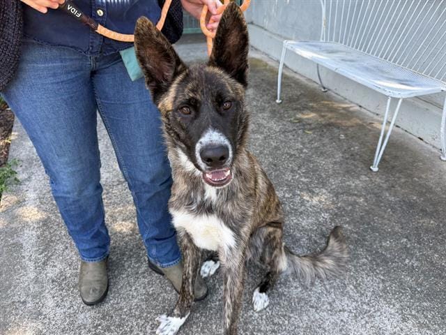 Adopt Clyde Today - Find Paw Pal