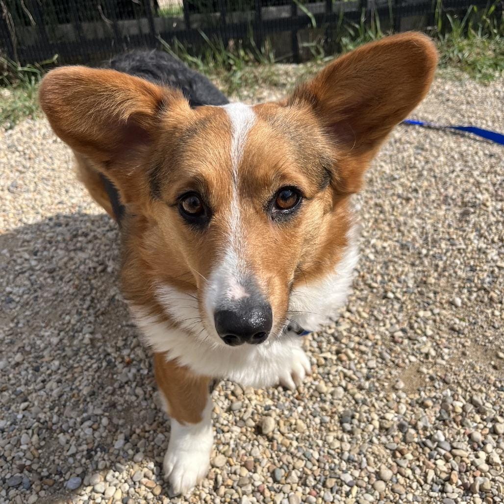 Adopt Rascal Today - Find Paw Pal