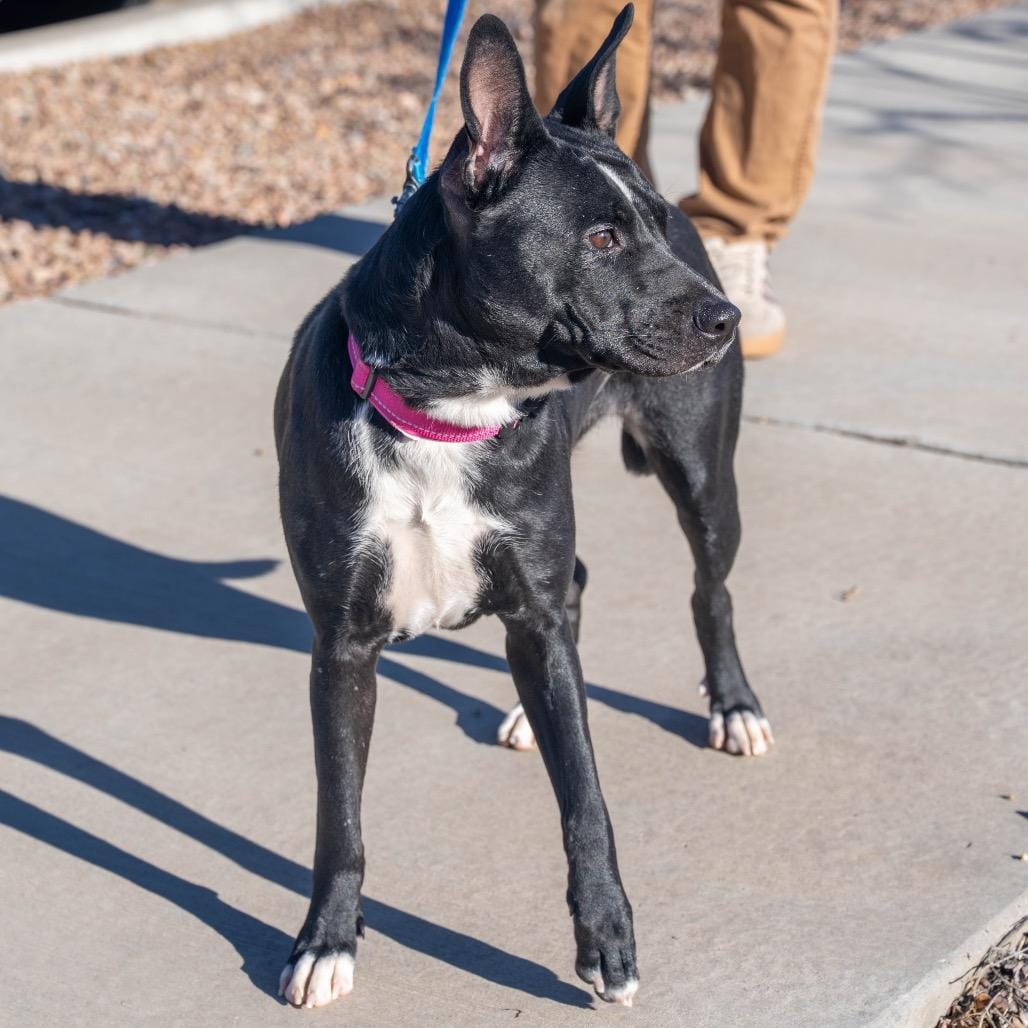 Adopt Callista Today - Find Paw Pal