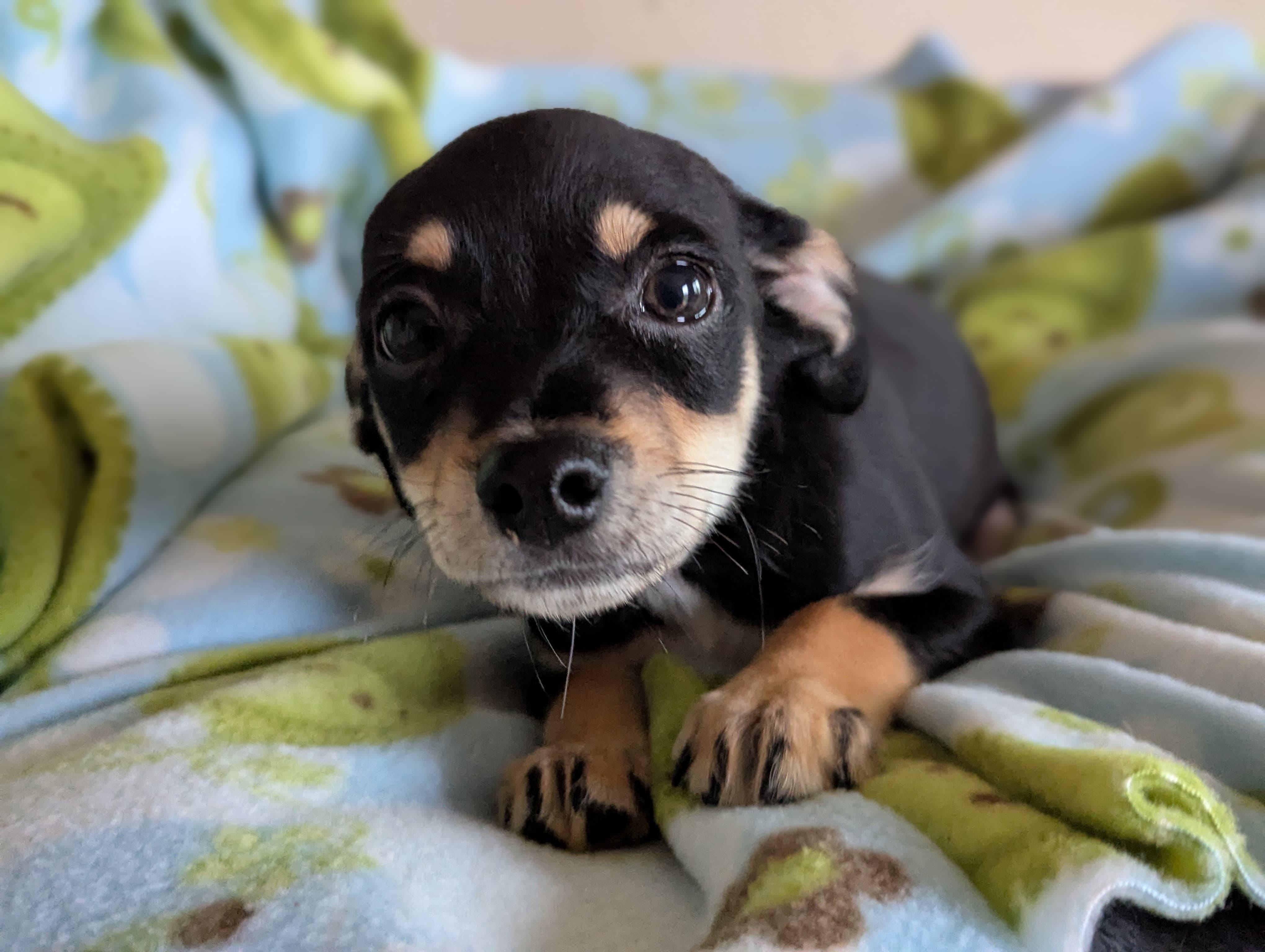 Adopt Bear Claw Today - Find Paw Pal